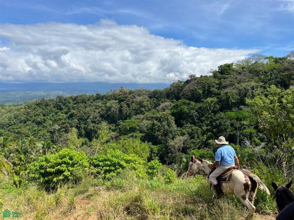 San Antonio Jabillo, San Vito, Coto Brus, Puntarenas, Costa Rica 60801