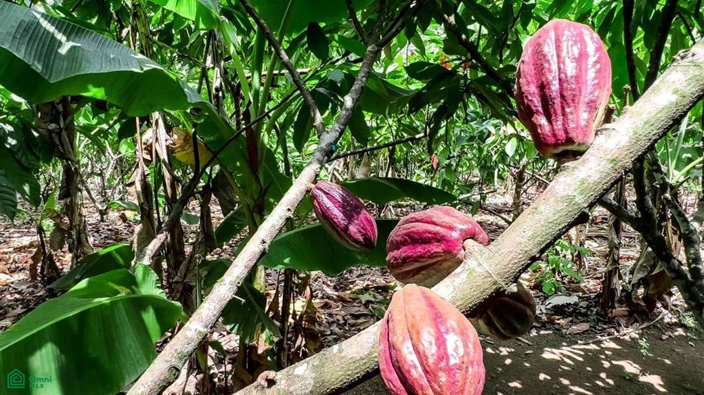 s/n Montelimar, San Juan De Mata, Turrubares, San Jose, Costa Rica 11605